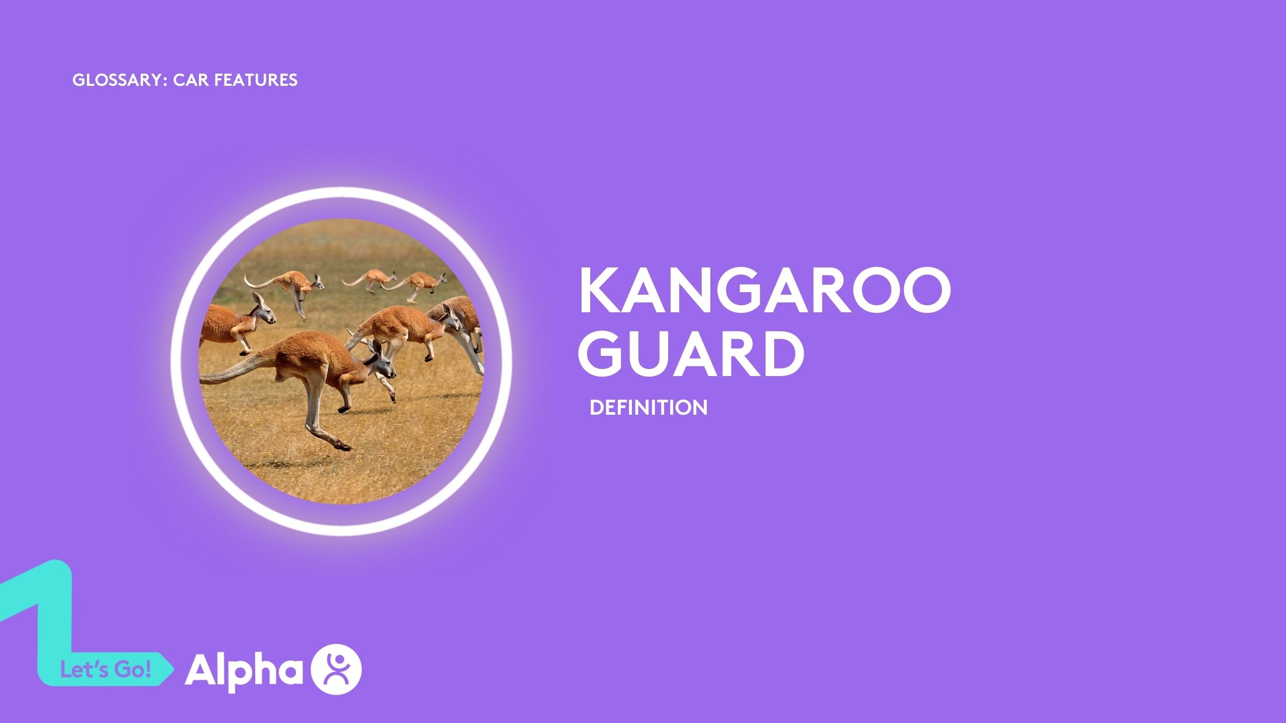 Kangaroo Guard: Protecting Your Vehicle and Wildlife